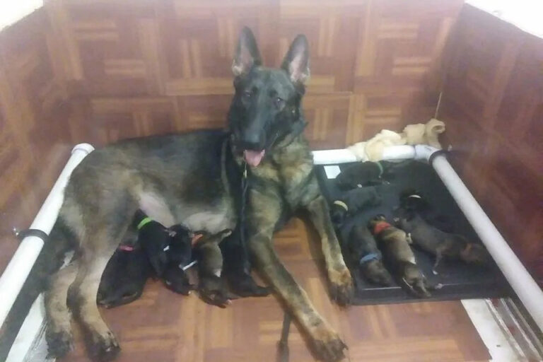 Von Gonta Haus German Shepherds