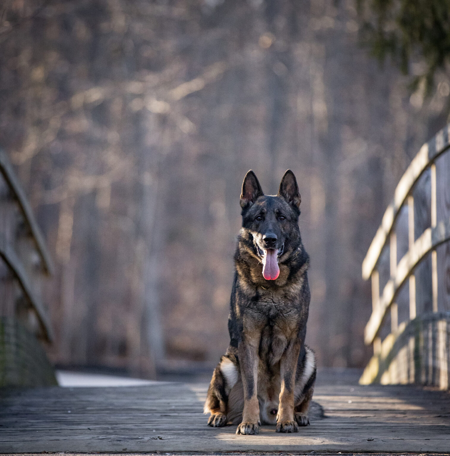 Dex Von Lupus Alpha - Von Gonta Haus German Shepherds