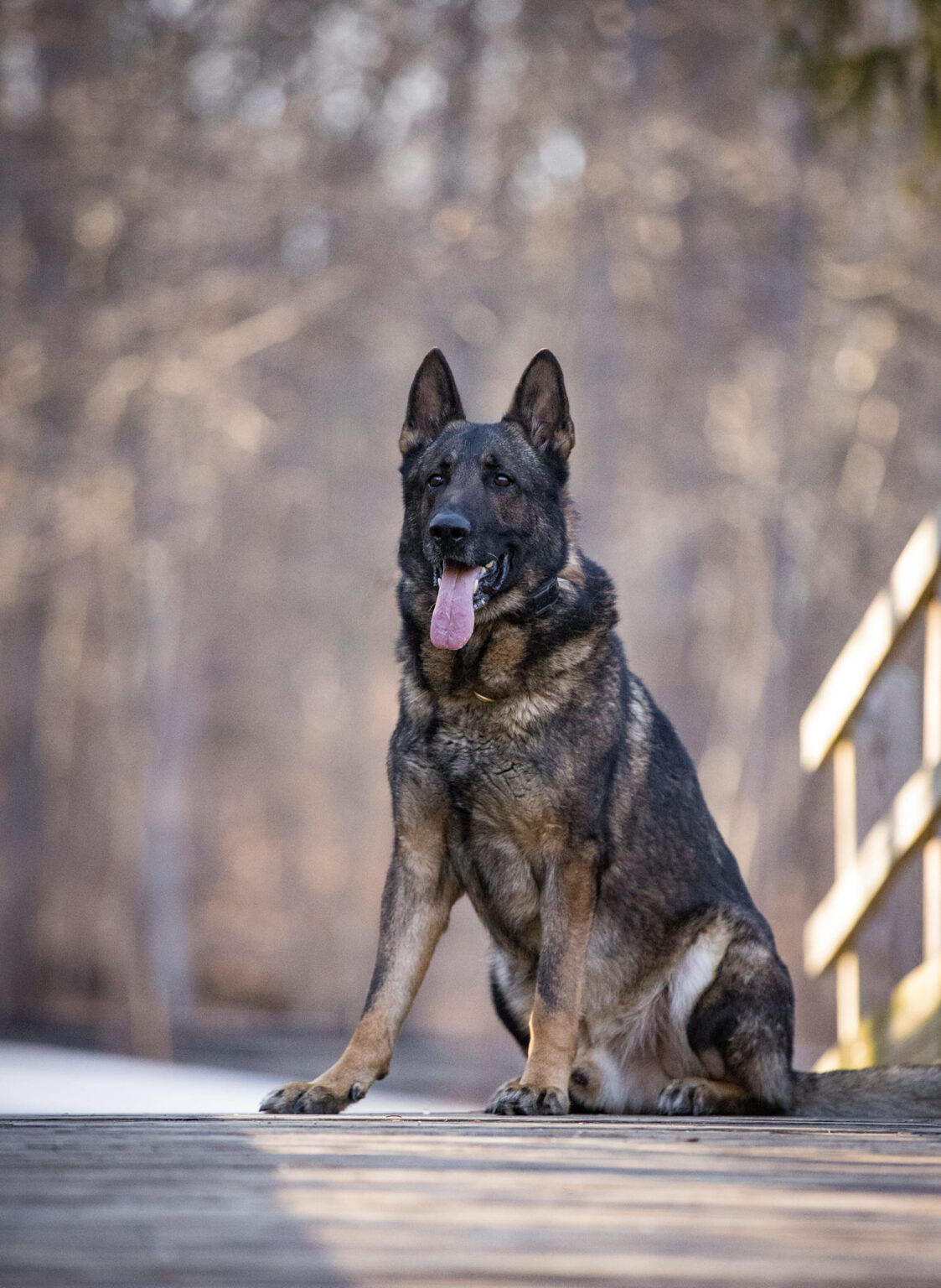 Dex Von Lupus Alpha - Von Gonta Haus German Shepherds